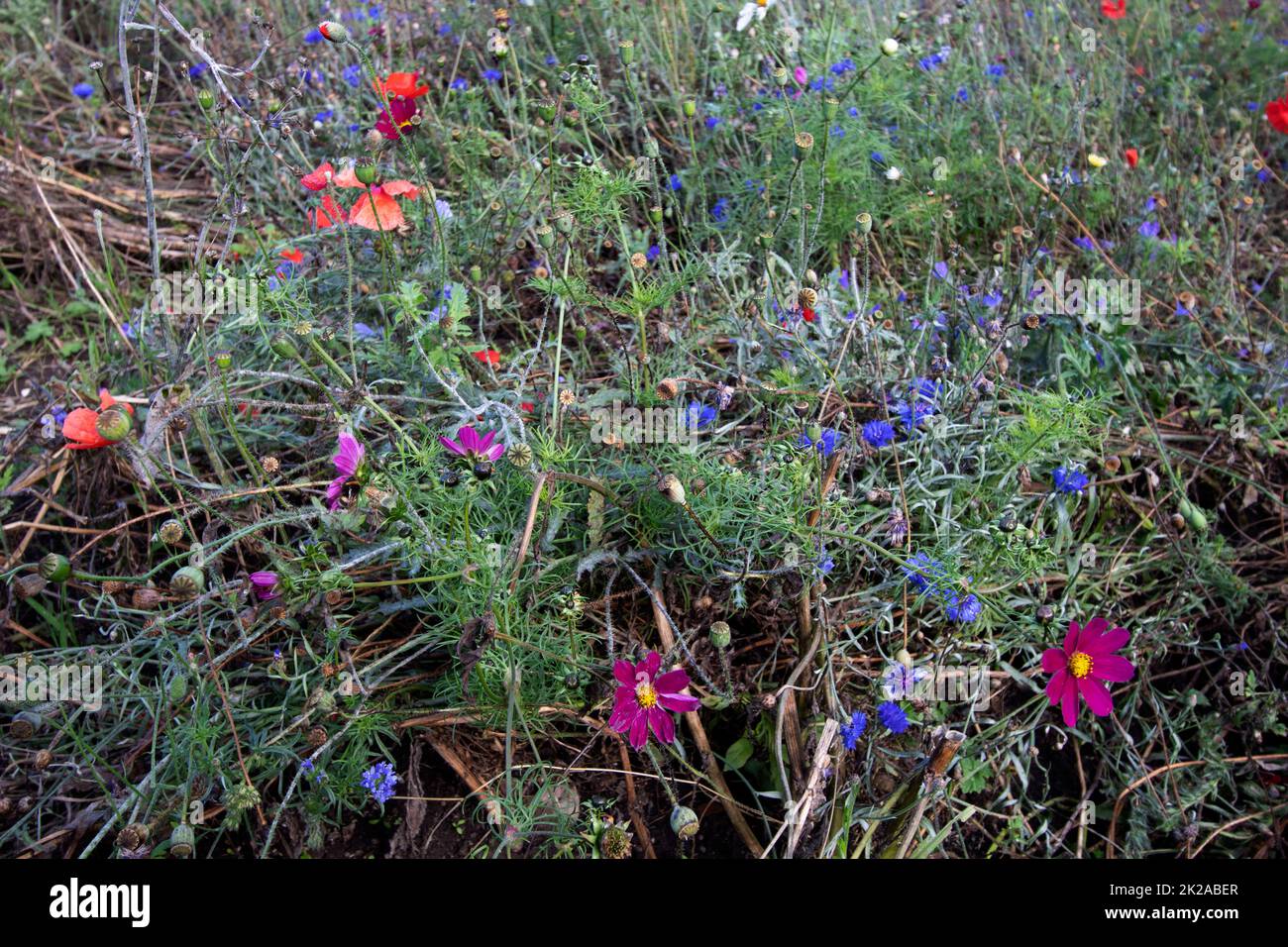 Rewilding with wildflowers hi-res stock photography and images - Alamy