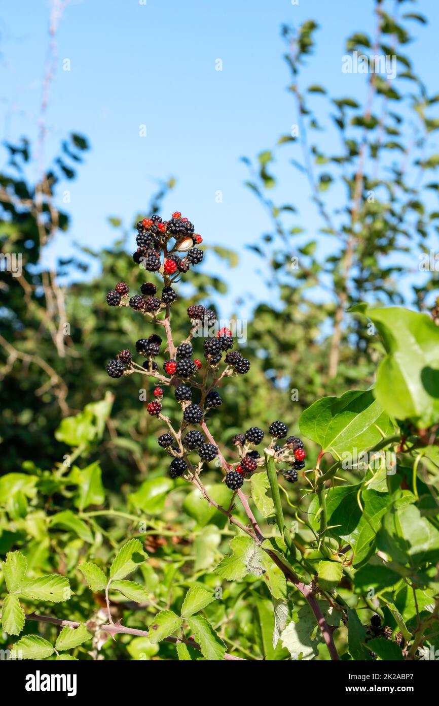 Blooming mulberry tree. Black and red mulberries on the branch of tree ...