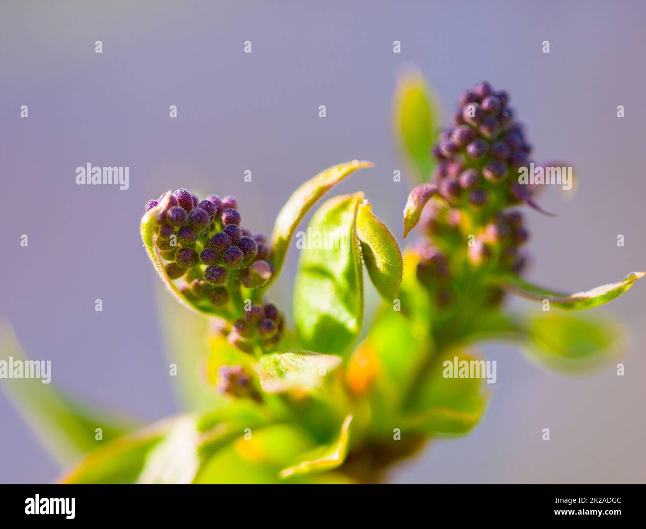 Purple bud colour hi-res stock photography and images - Alamy