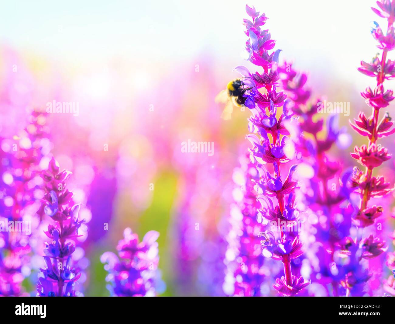 Pollination in nature hi-res stock photography and images - Alamy