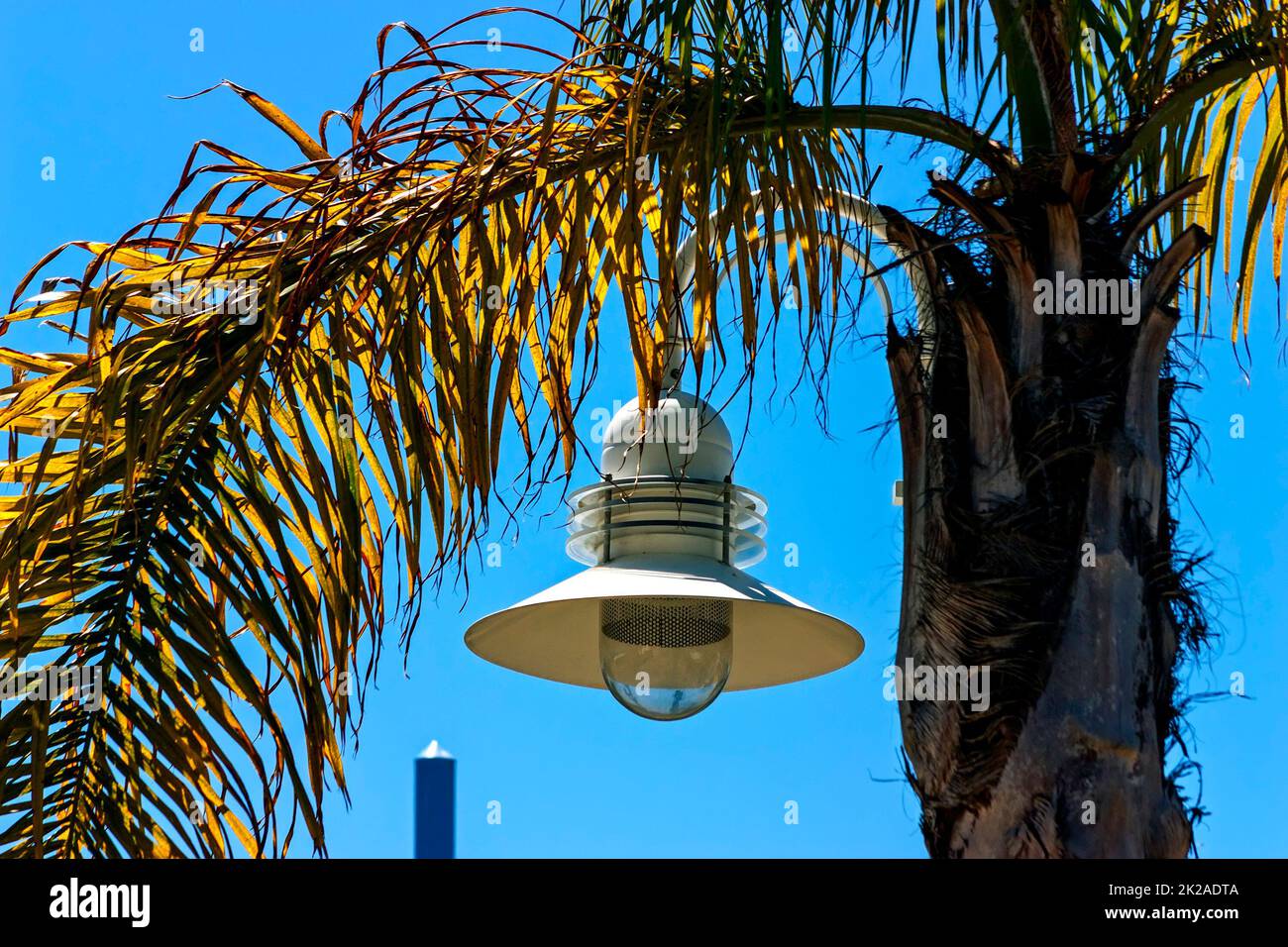 Street lamp tree hi-res stock photography and images - Alamy