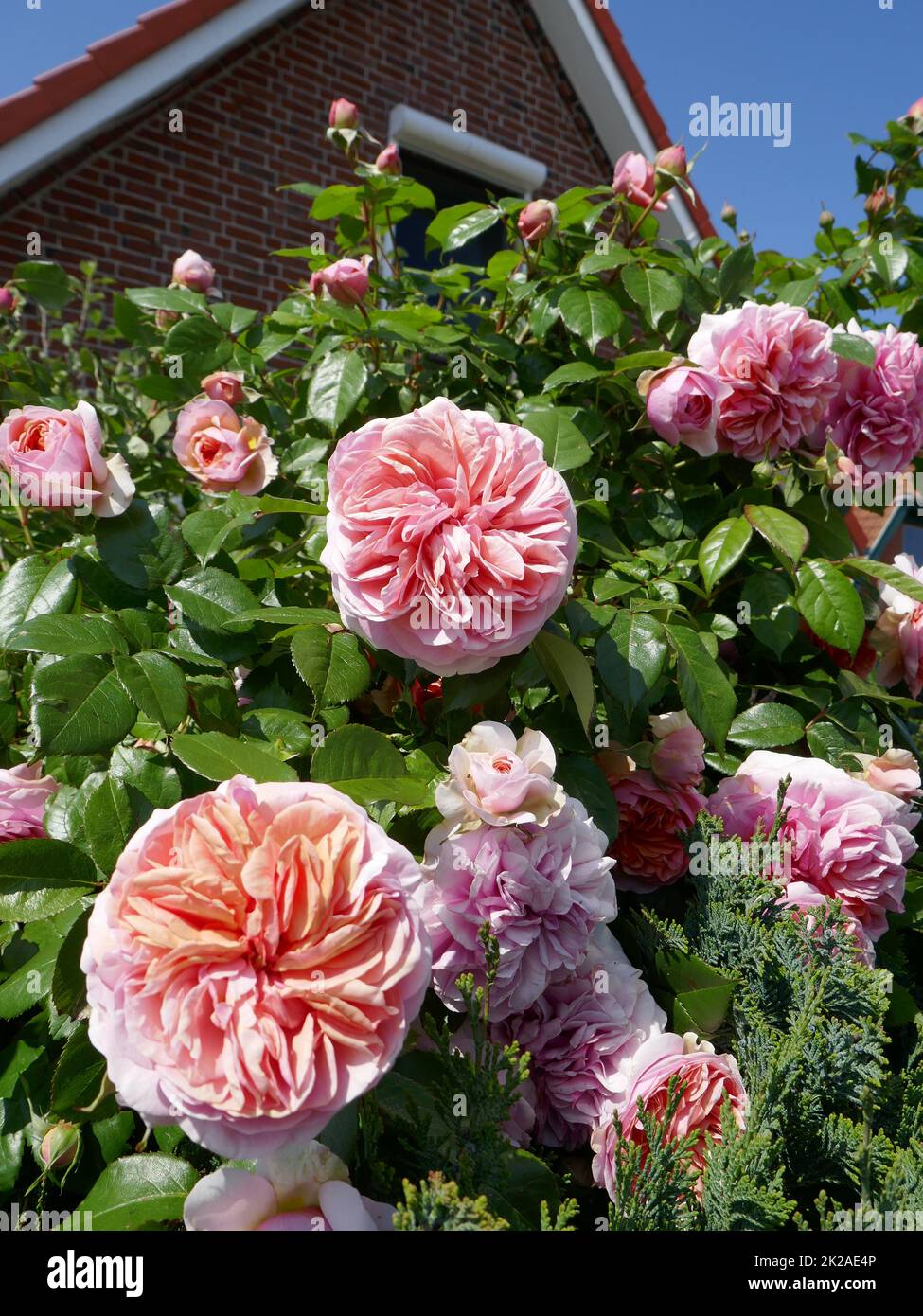 Pink roses in front of a brick house Stock Photo - Alamy