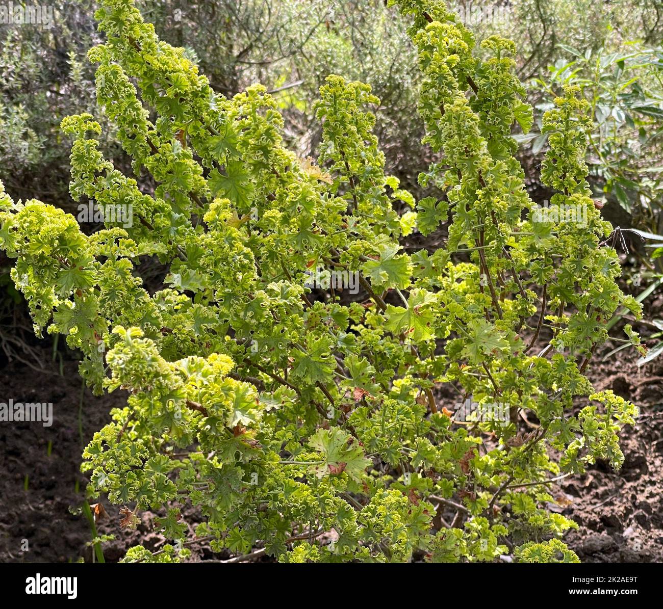 Apple scent pelargonium,pelargonium odoratissimum Stock Photo - Alamy