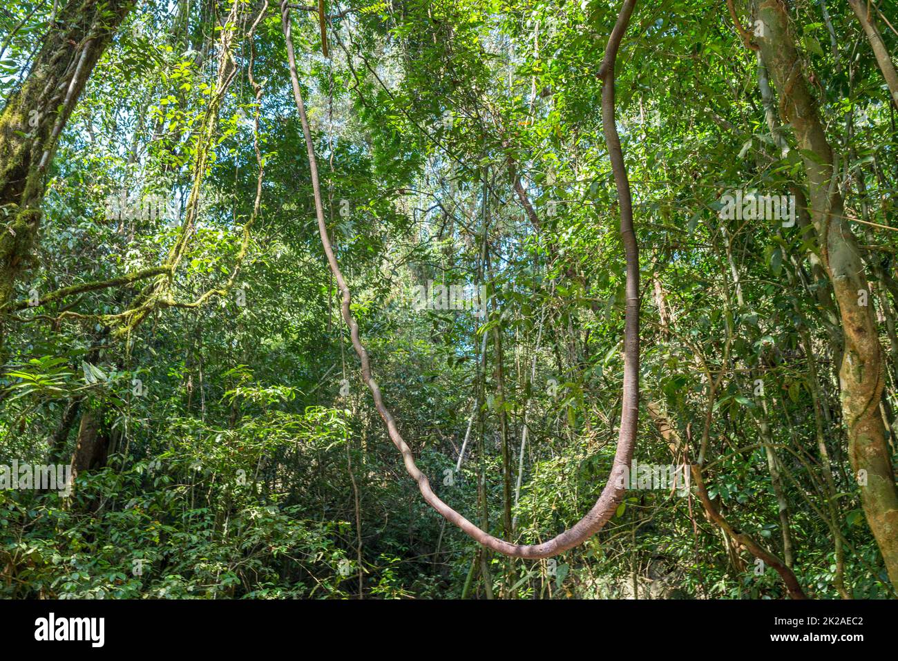 Woody liana vine hi-res stock photography and images - Alamy