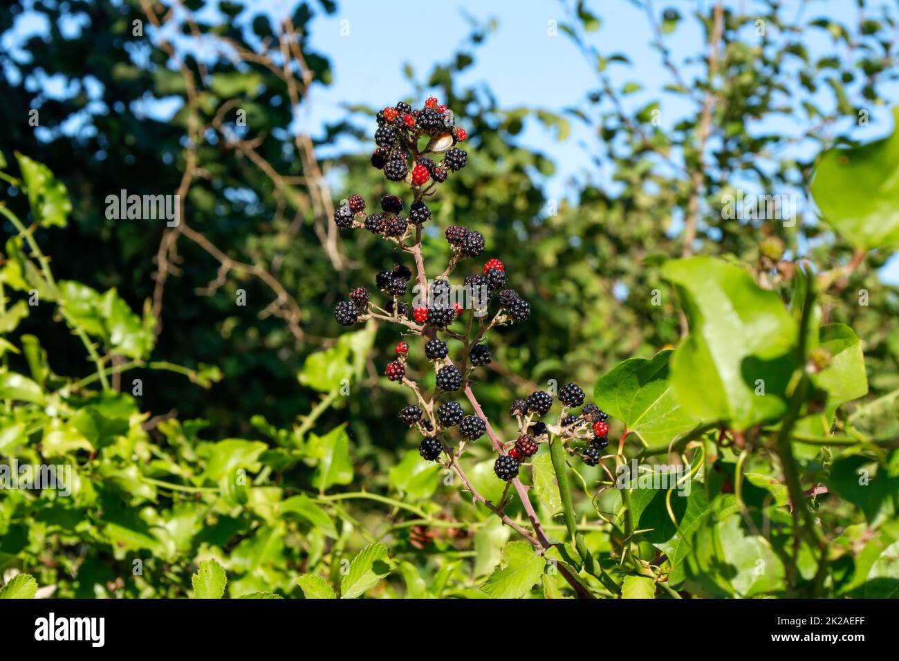 Blooming mulberry tree. Black and red mulberries on the branch of tree ...