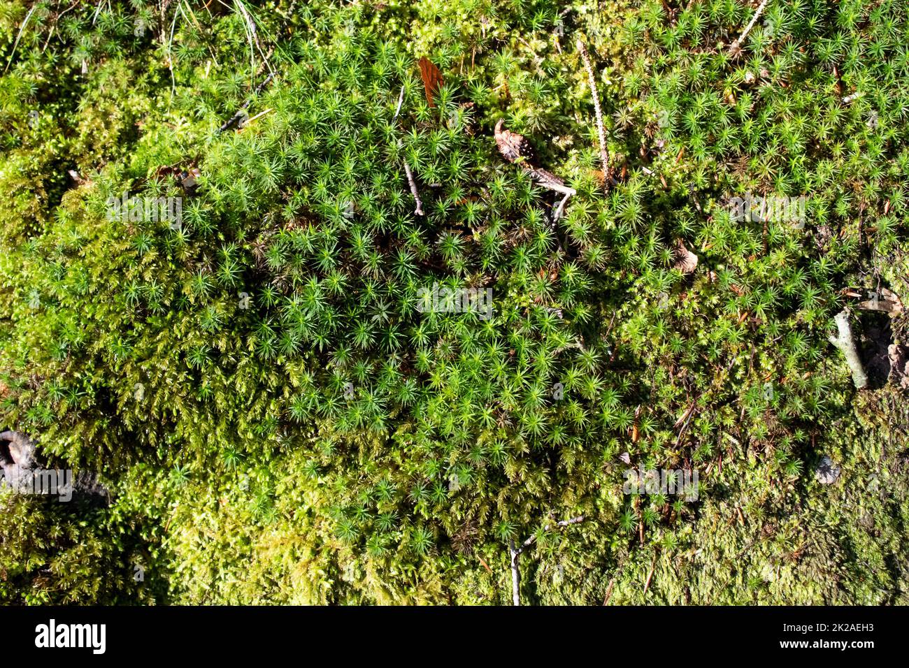 Detailed close up autumn hi-res stock photography and images - Alamy