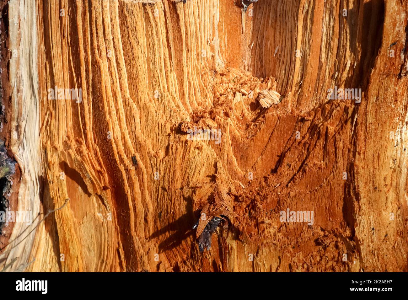 Fresh sawed wood in a close up view. Detailed texture of annual rings ...