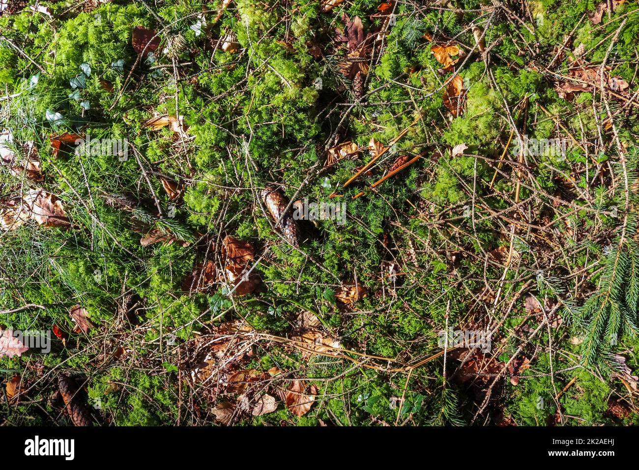 Detailed close up view on a forest ground texture with moss and ...