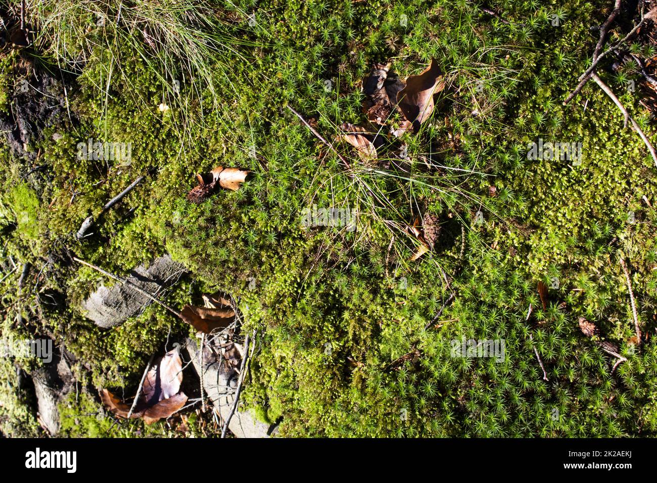 Detailed close up view on a forest ground texture with moss and ...