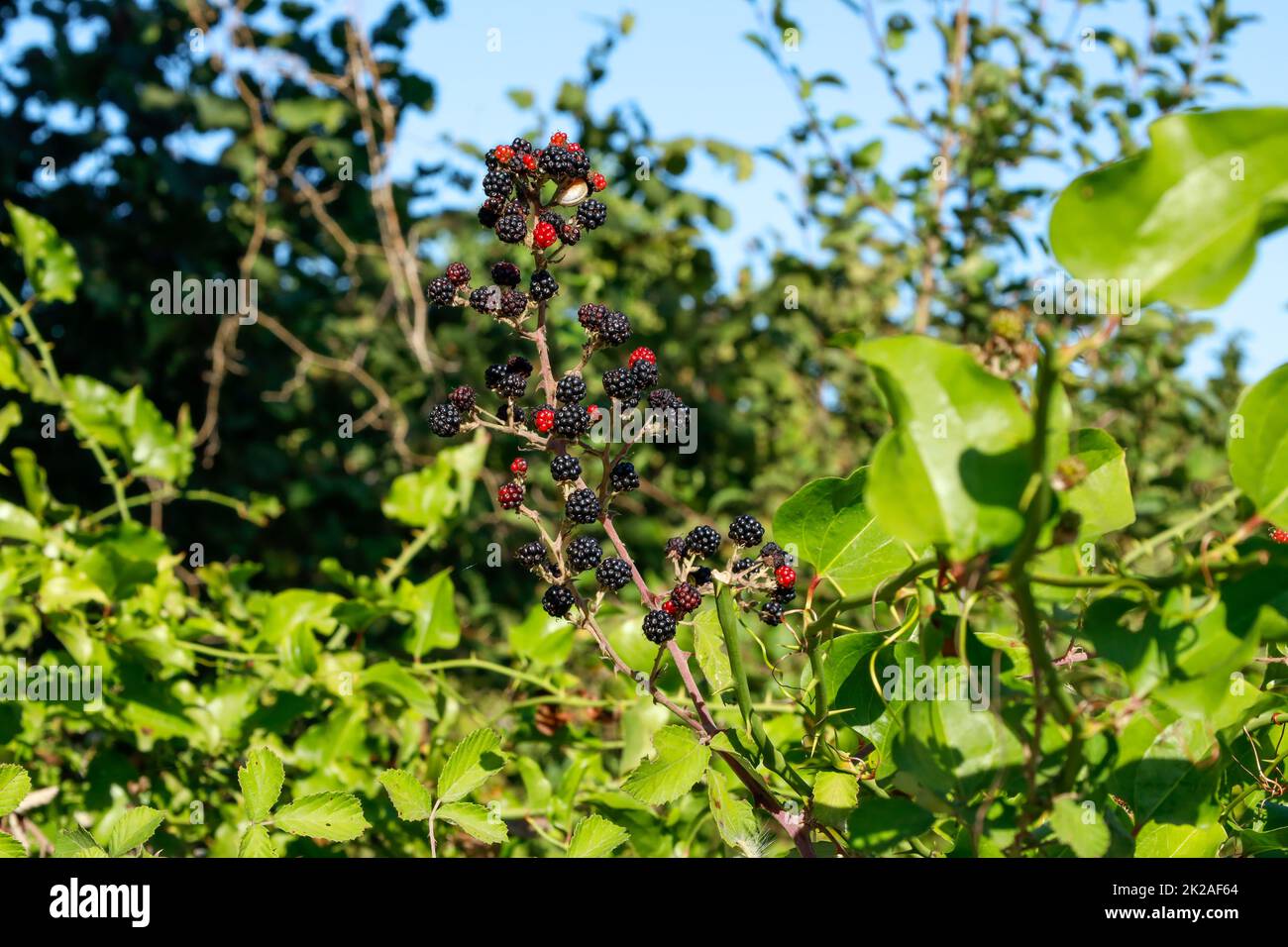 Blooming mulberry tree. Black and red mulberries on the branch of tree ...
