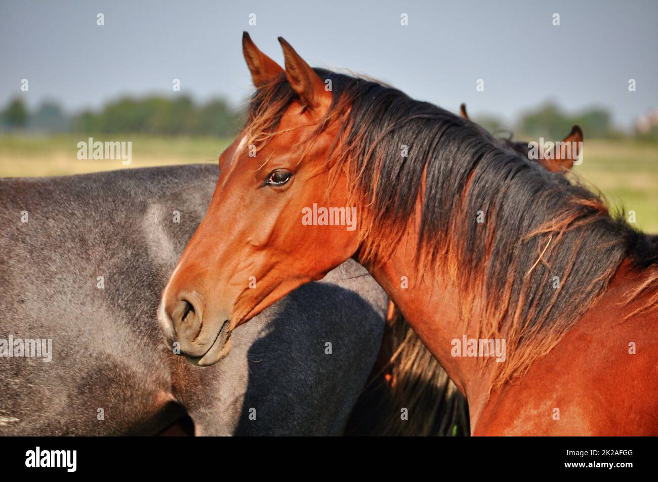 Thoronghbred hi-res stock photography and images - Alamy