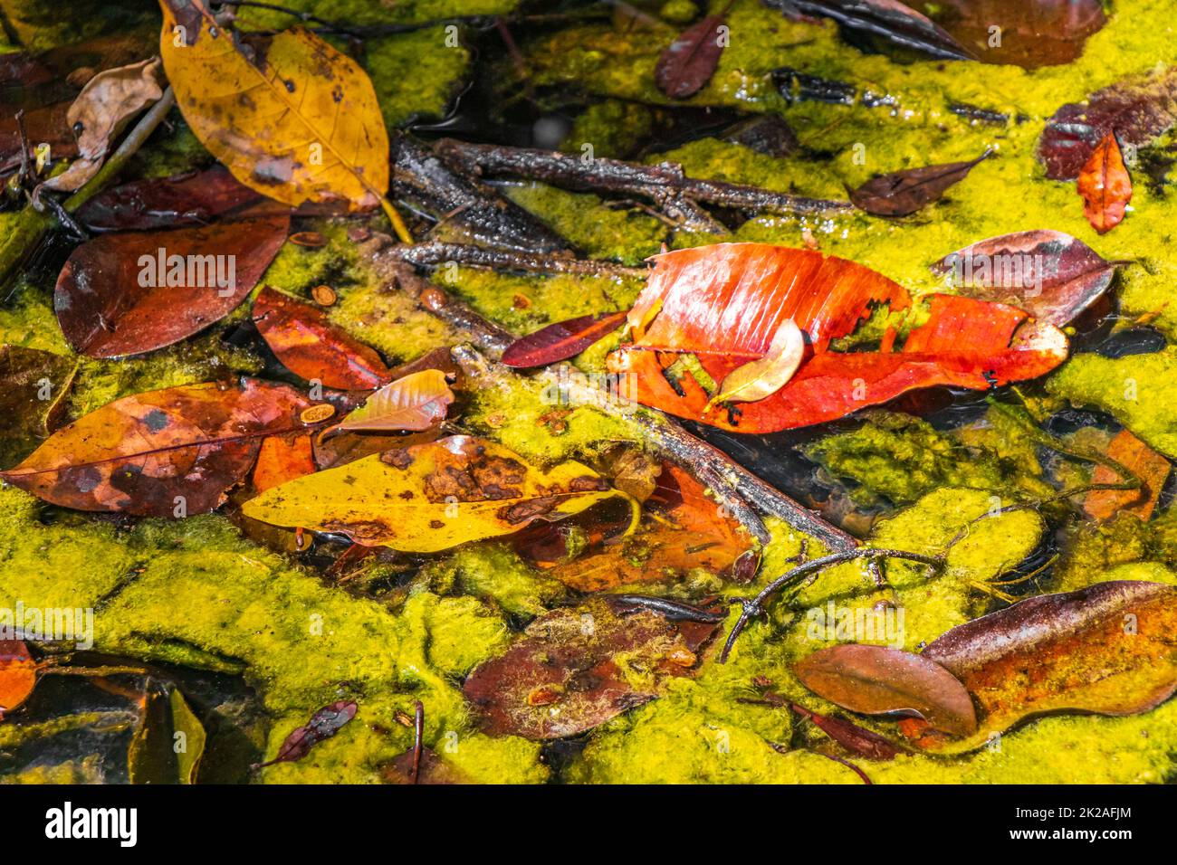 Texture foliage mucus slime in pond sump water nature Mexico Stock ...