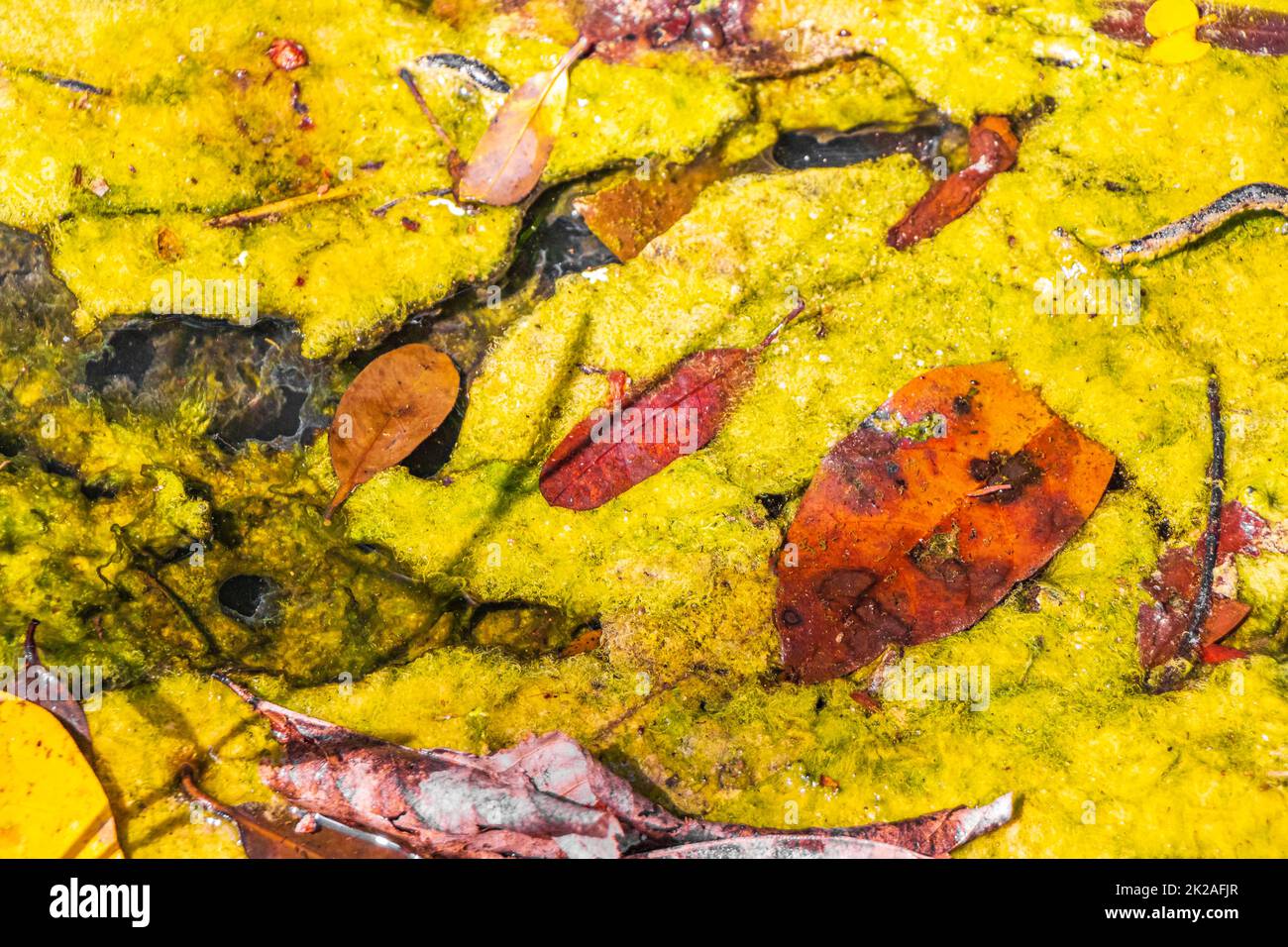 Texture foliage mucus slime in pond sump water nature Mexico Stock ...