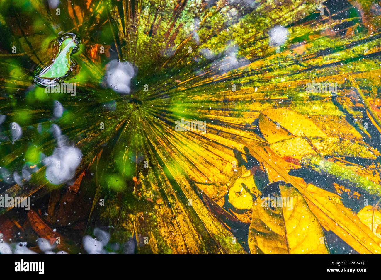 Texture palm tree foliage in pond sump water nature Mexico Stock Photo ...