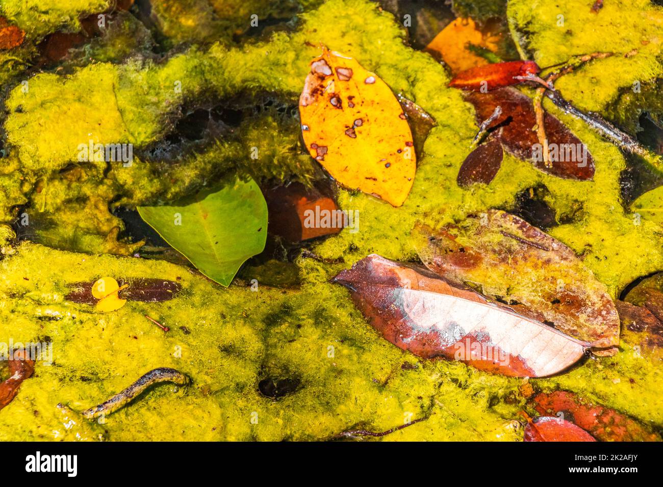 Texture foliage mucus slime in pond sump water nature Mexico Stock ...