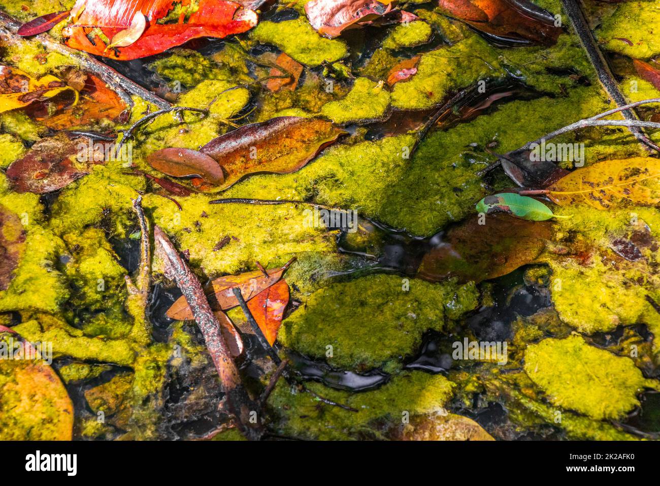 Texture foliage mucus slime in pond sump water nature Mexico Stock ...