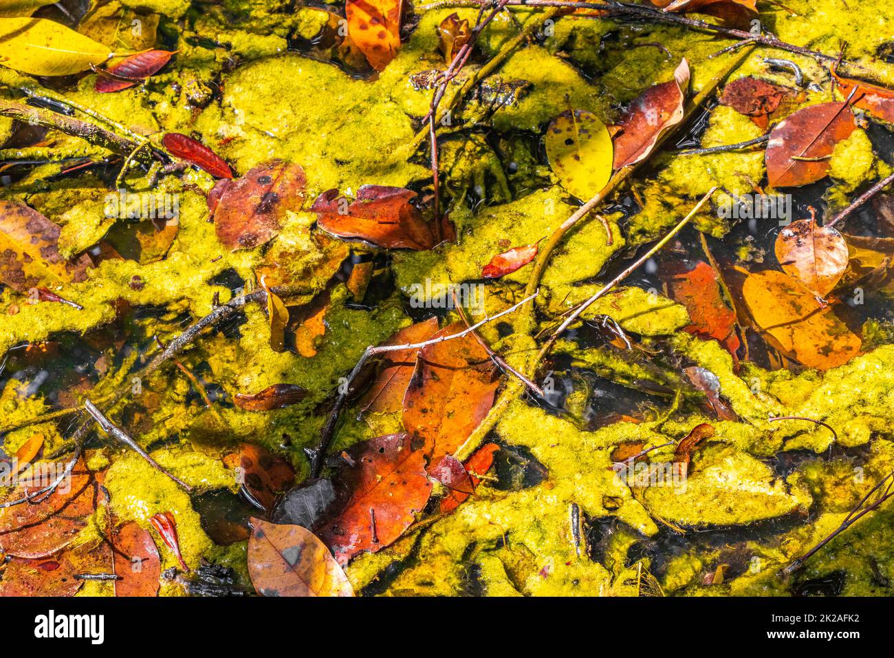 Texture foliage mucus slime in pond sump water nature Mexico Stock ...