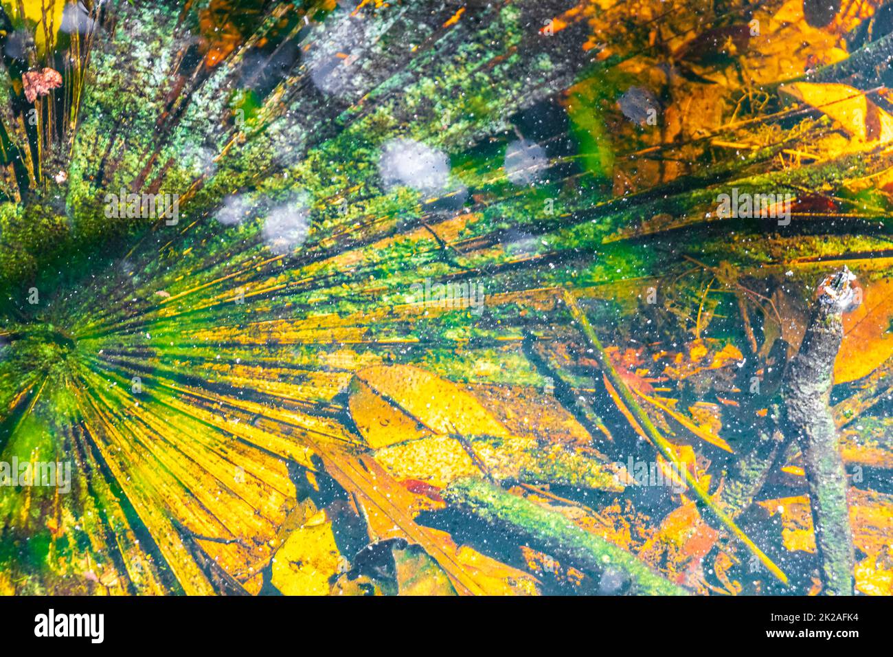 Texture palm tree foliage in pond sump water nature Mexico Stock Photo ...