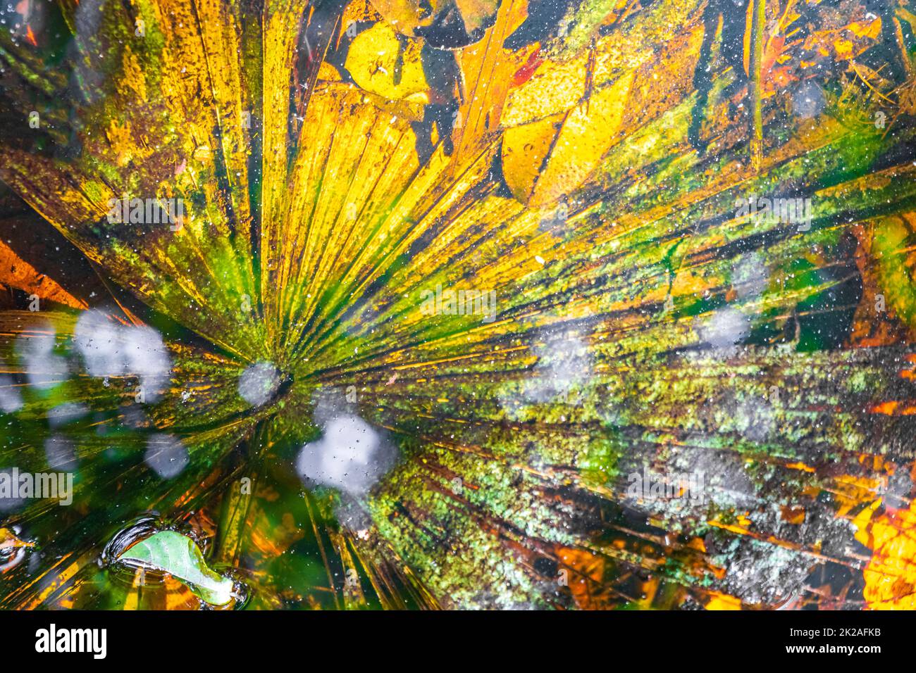 Texture palm tree foliage in pond sump water nature Mexico Stock Photo ...