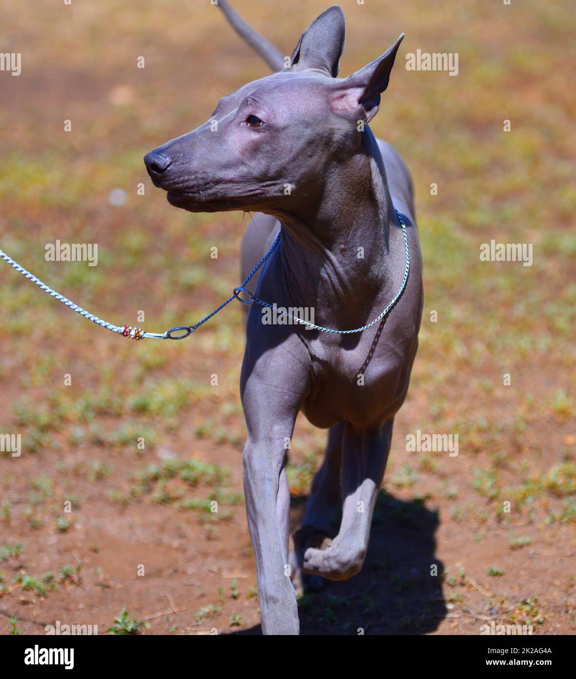 Thai dog breed hi-res stock photography and images - Alamy