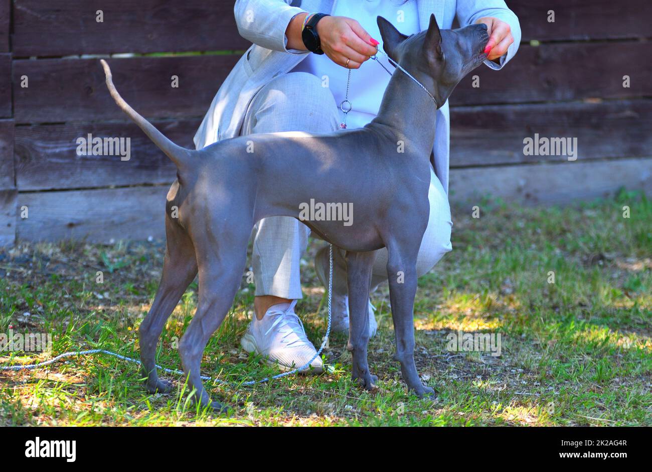 Thai breed hi-res stock photography and images - Alamy