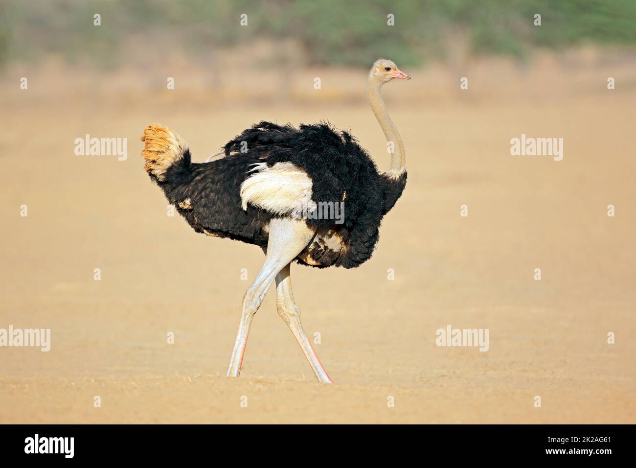 Male ostrich and hi-res stock photography and images - Alamy