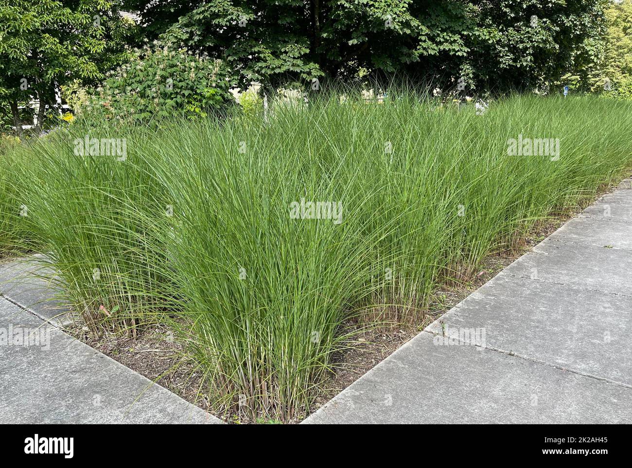 Chinese reeds,Miscanthus Sinensis Stock Photo - Alamy