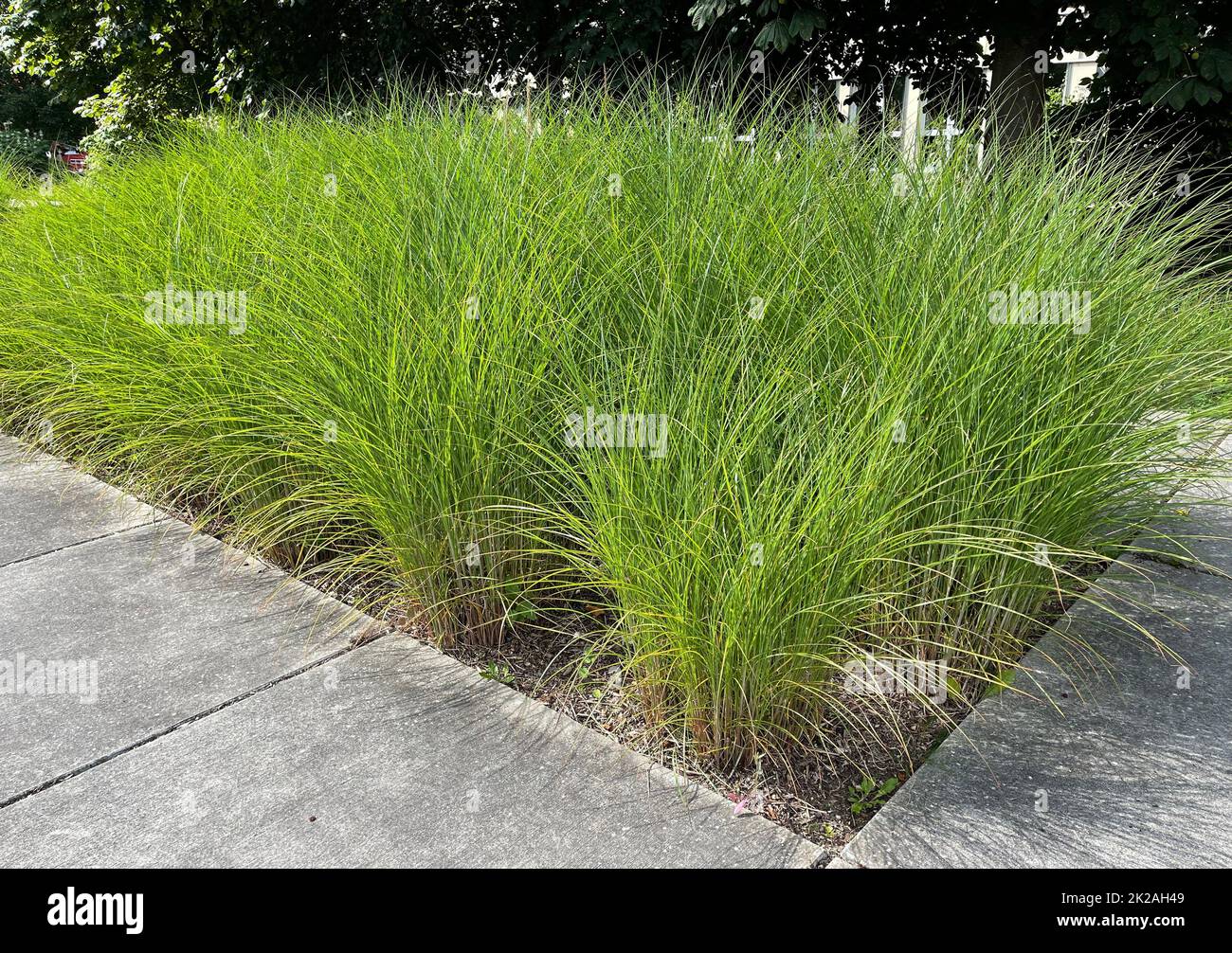 Chinese reeds,Miscanthus Sinensis Stock Photo - Alamy