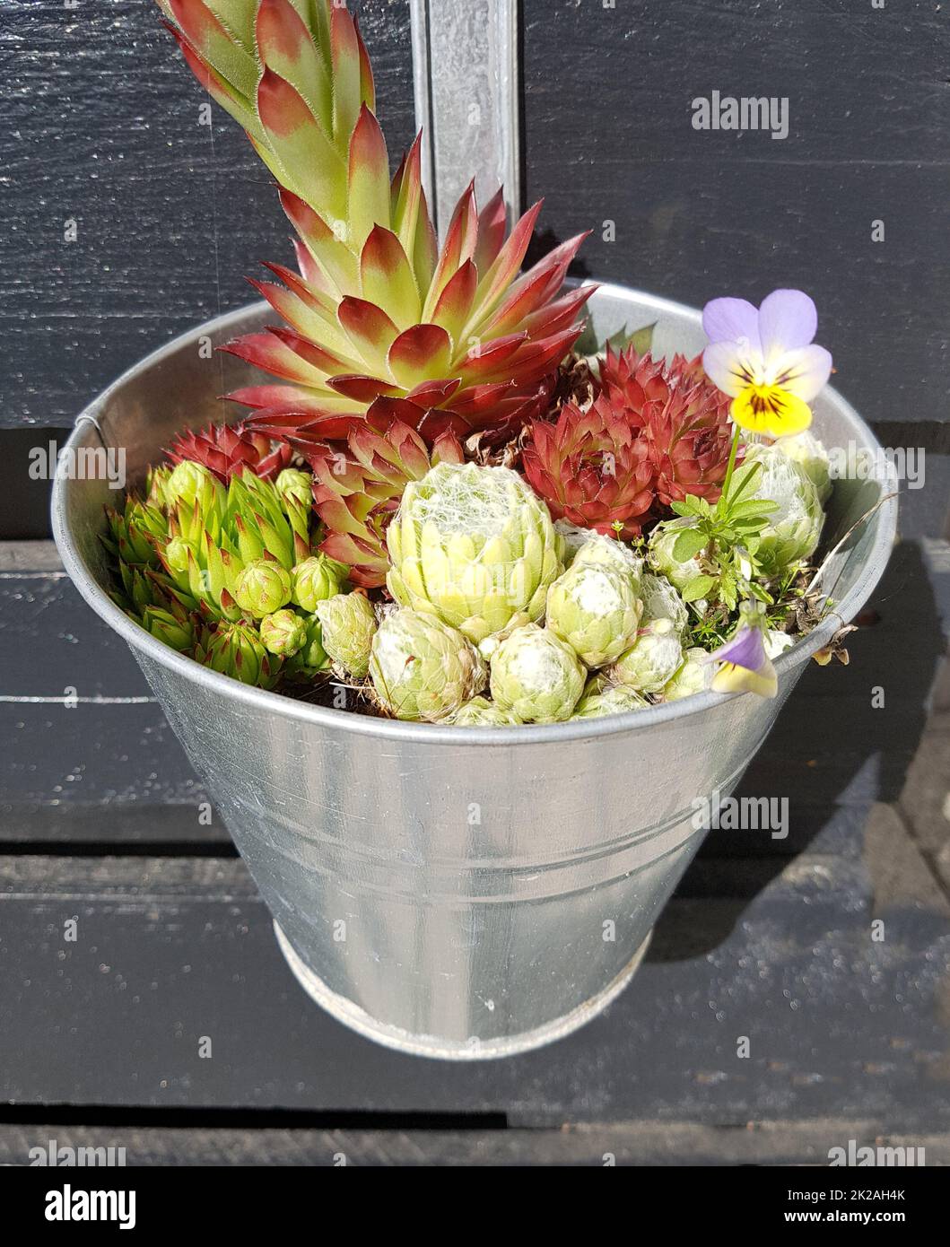 House root,dry stone wall,roof root,Sempervivum Stock Photo - Alamy