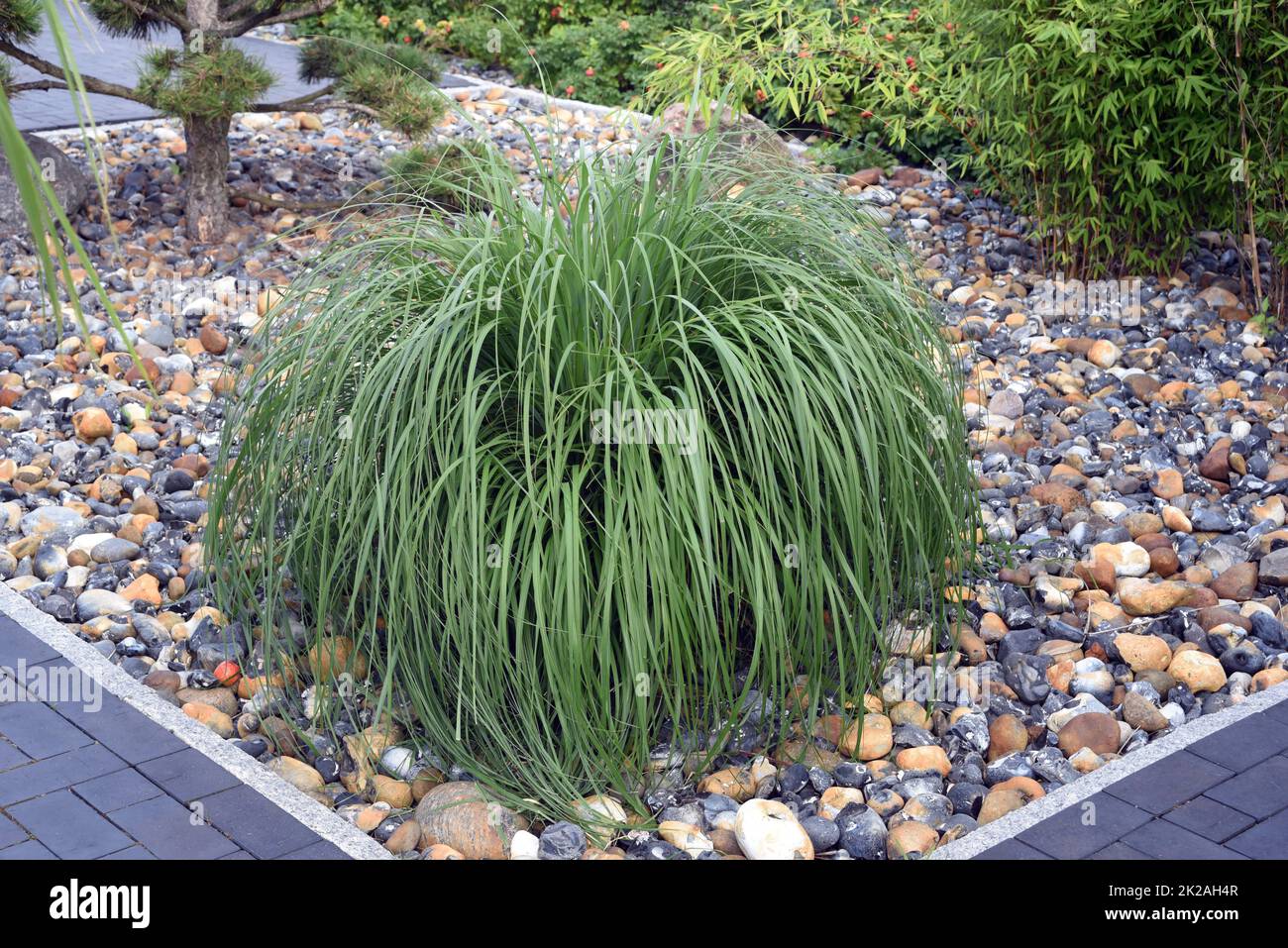 Chinese reeds hi-res stock photography and images - Alamy