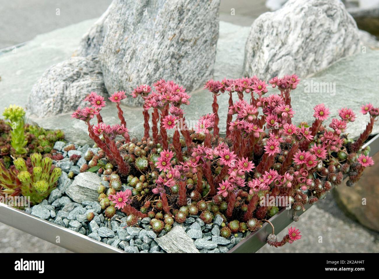 House root,dry stone wall,roof root,Sempervivum Stock Photo - Alamy