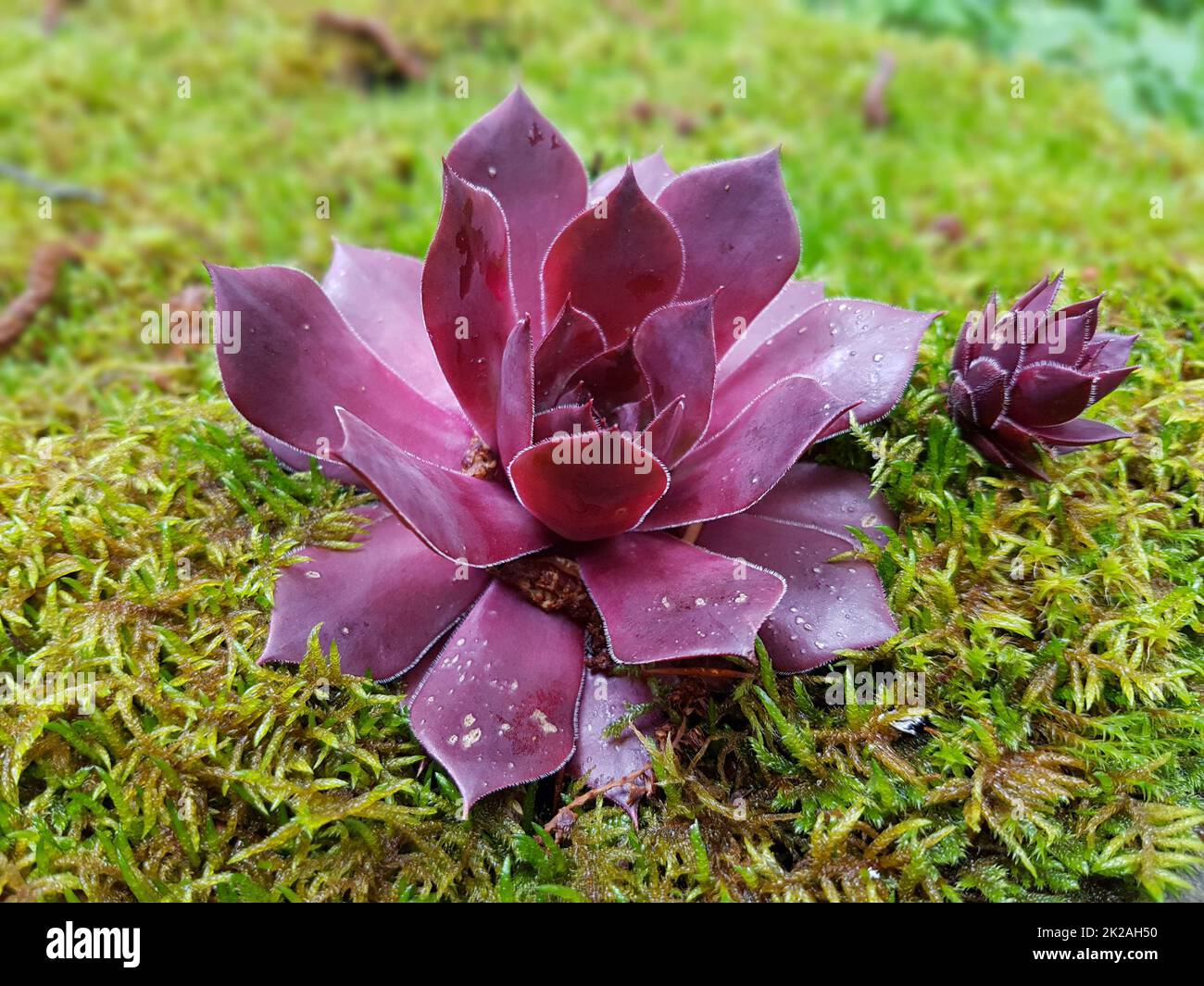 House root,dry stone wall,roof root,Sempervivum Stock Photo - Alamy