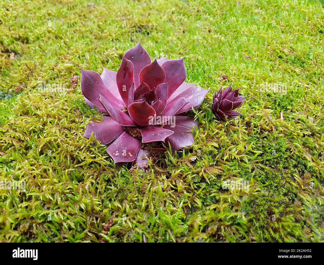 House root,dry stone wall,roof root,Sempervivum Stock Photo - Alamy