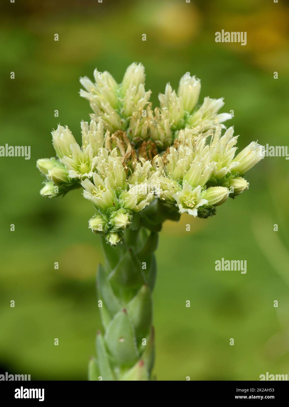 House root,dry stone wall,roof root,Sempervivum Stock Photo - Alamy