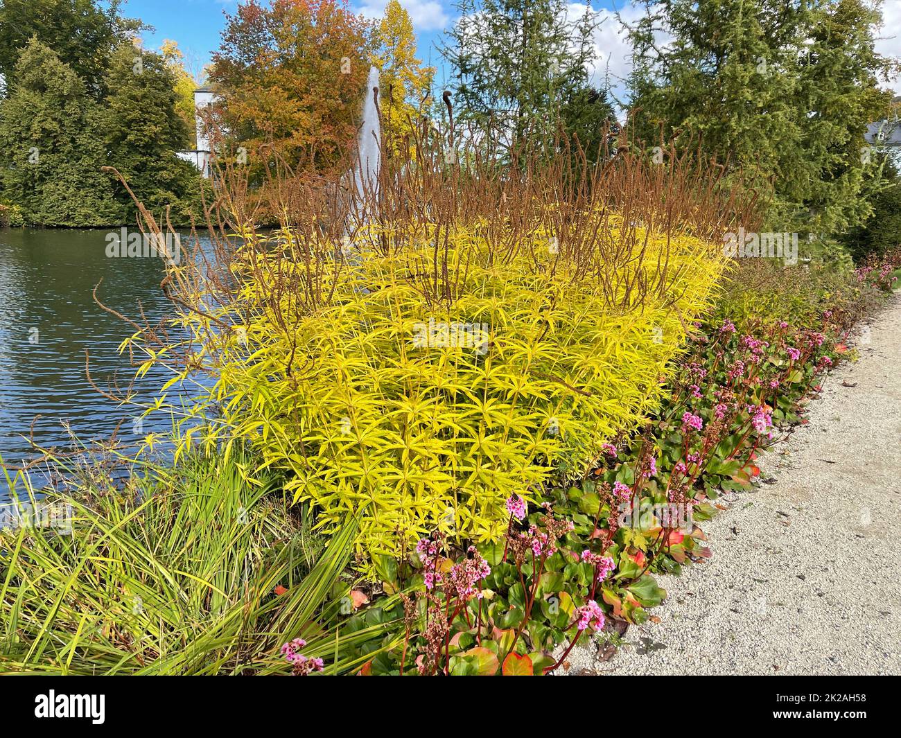 Purple millet,Panicum virgatum,autumn Stock Photo - Alamy