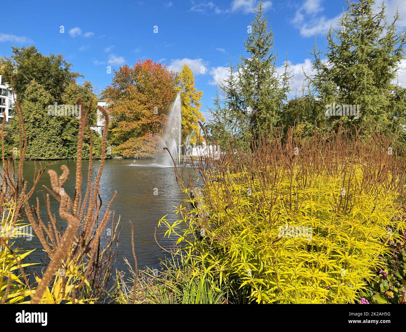 Purple millet,Panicum virgatum,autumn Stock Photo - Alamy