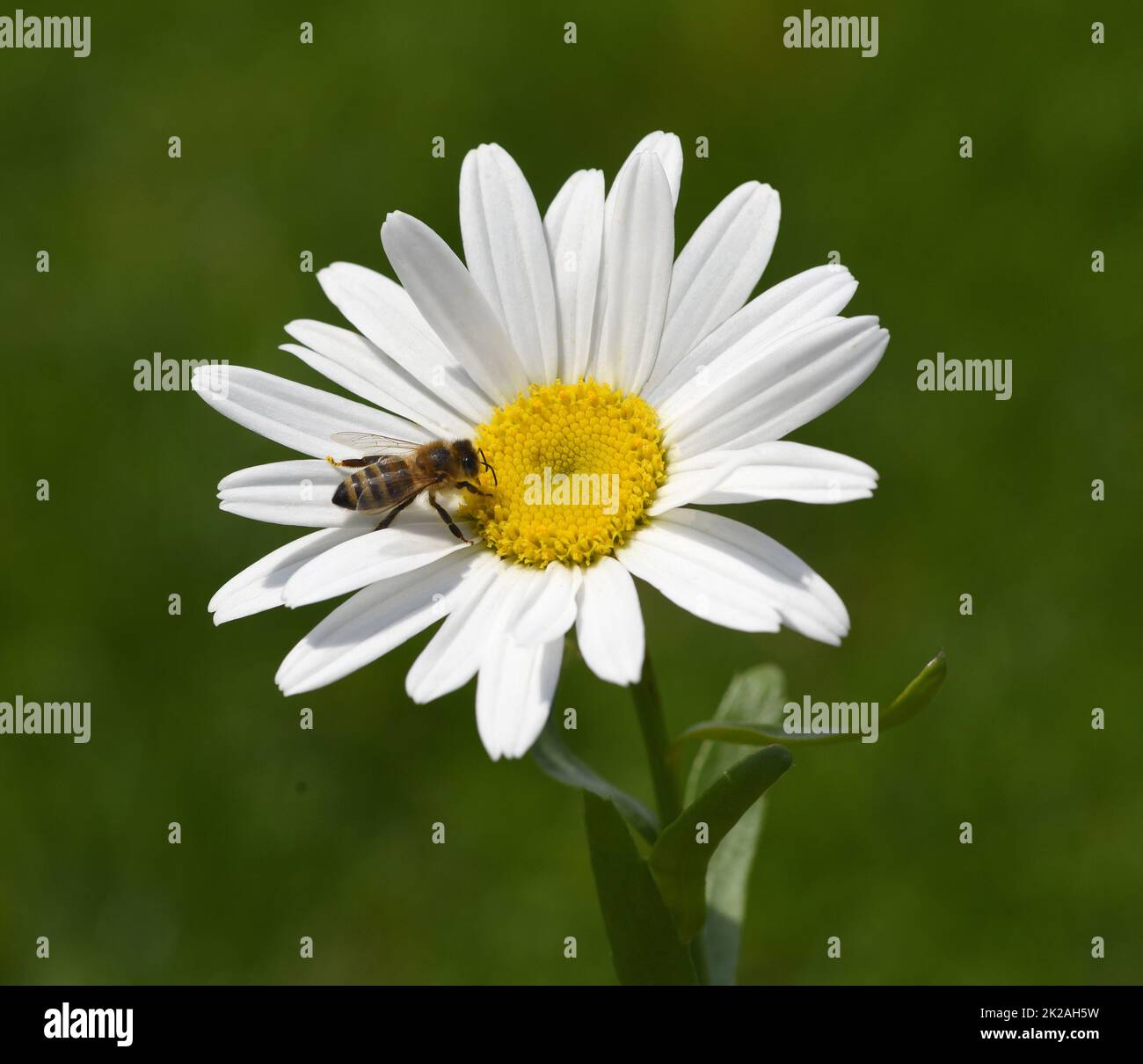 Margarites hi-res stock photography and images - Alamy