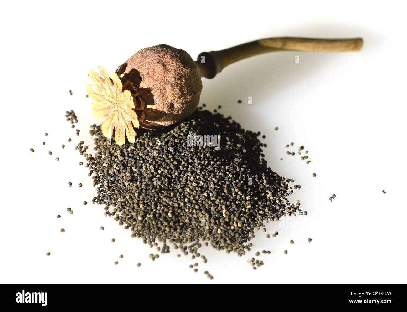 Opium poppy,Papaver somniferum Stock Photo - Alamy