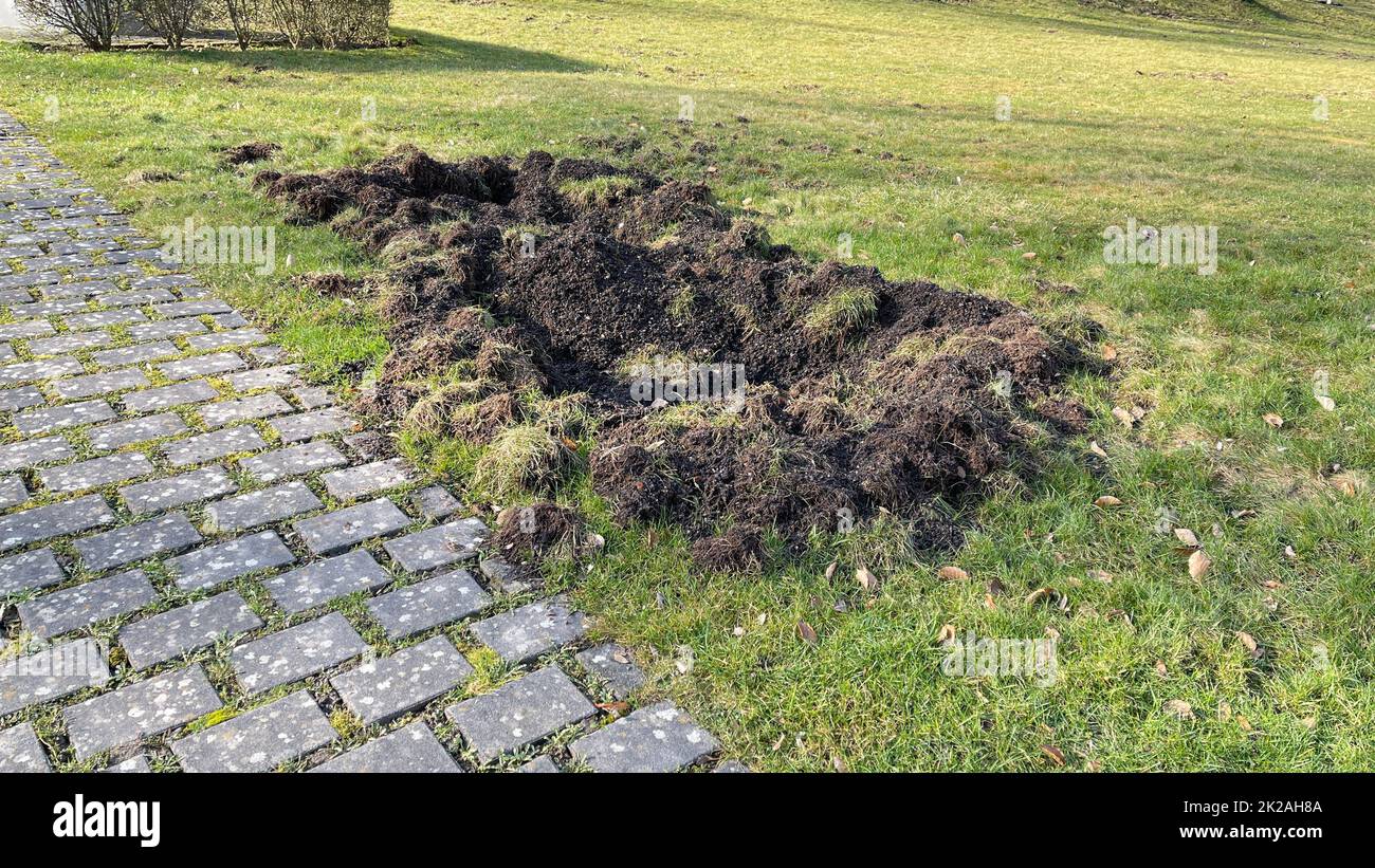 Wild boar tracks Stock Photo - Alamy