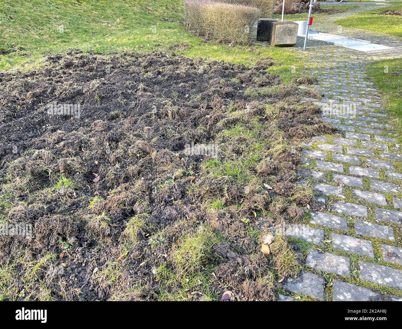 Wild boar tracks Stock Photo - Alamy
