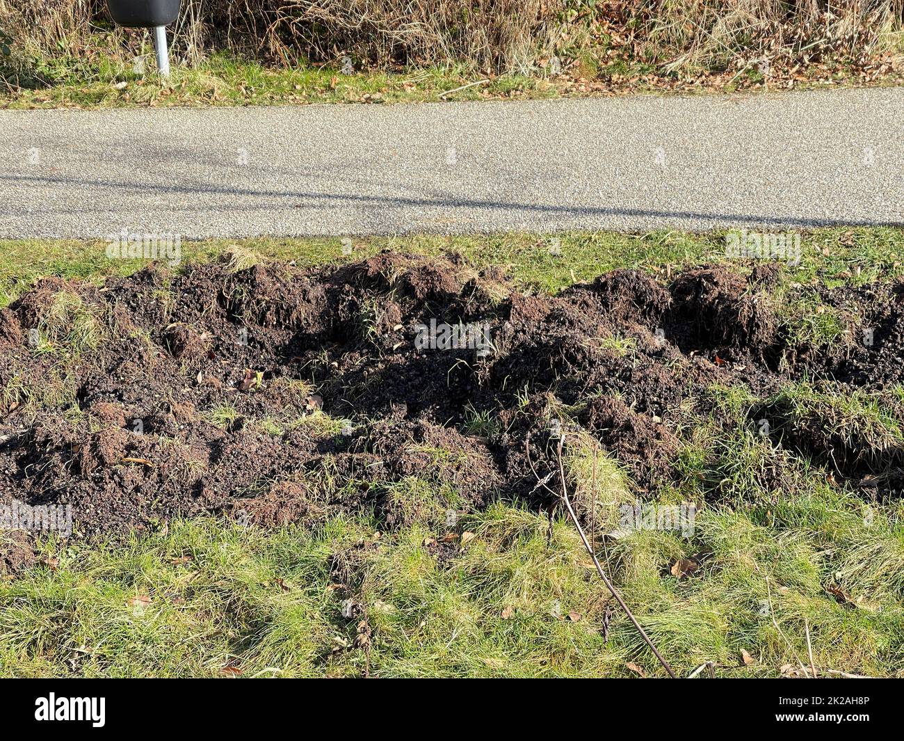 Wild boar tracks Stock Photo - Alamy