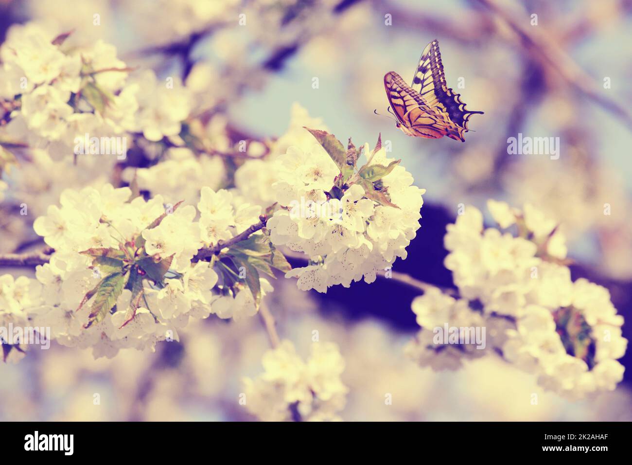Butterfly and a beautiful nature view of spring flowering trees on ...