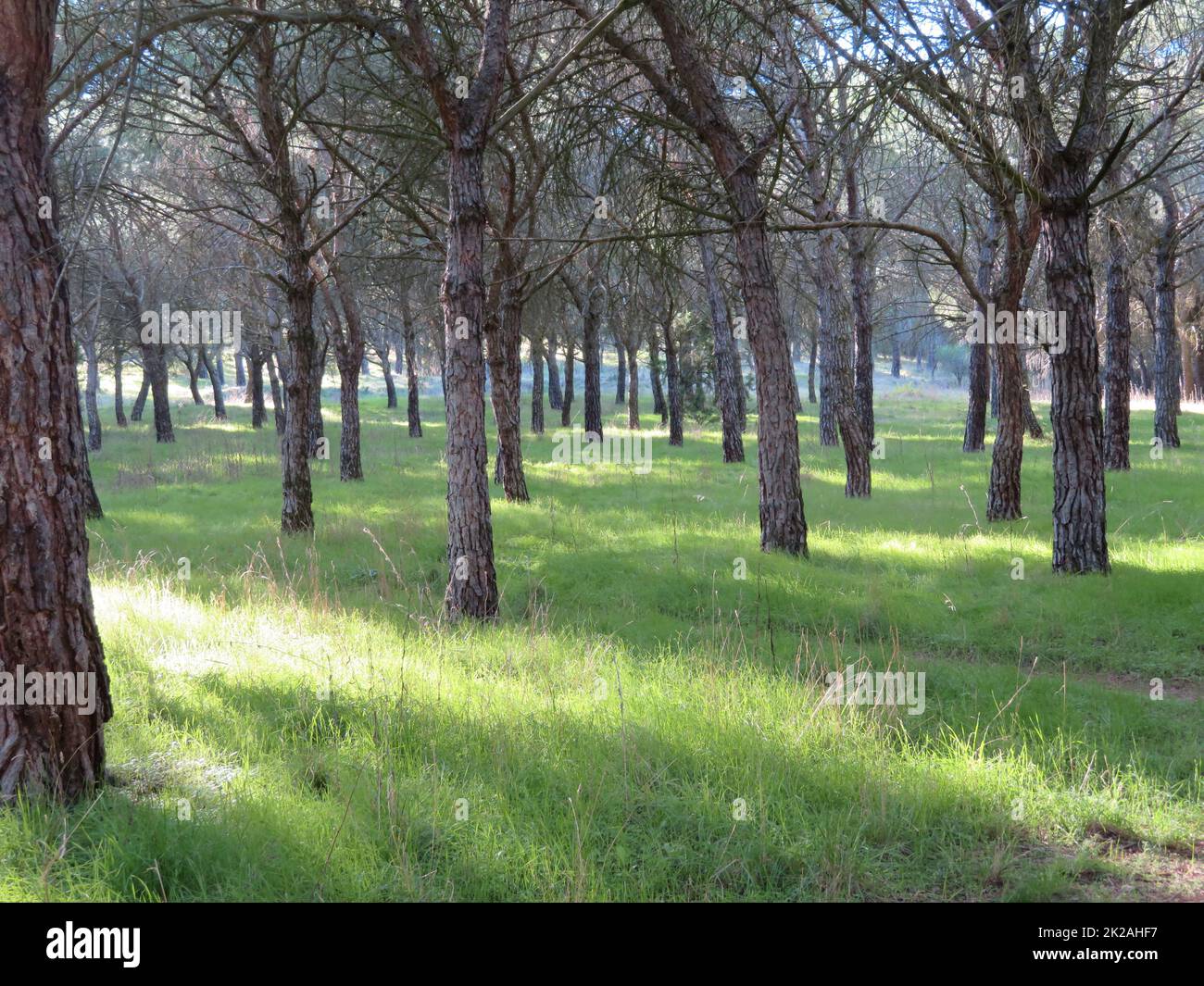delicious walk through the forest trees grass shade tranquility Stock ...