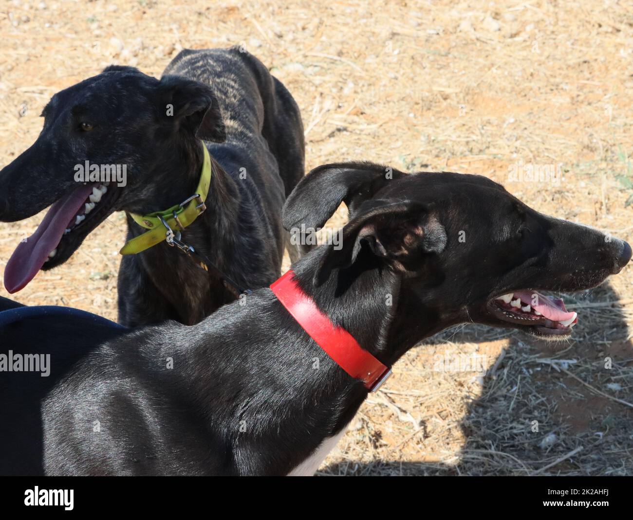 greyhound race fast dog domestic animal field hare hunting Stock Photo ...