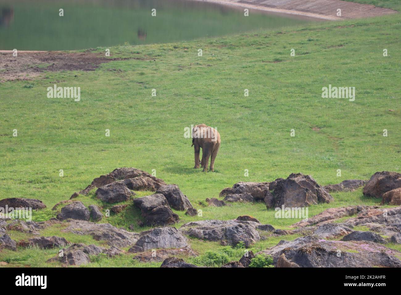 great beautiful wild animal elephants huge tusks Stock Photo - Alamy