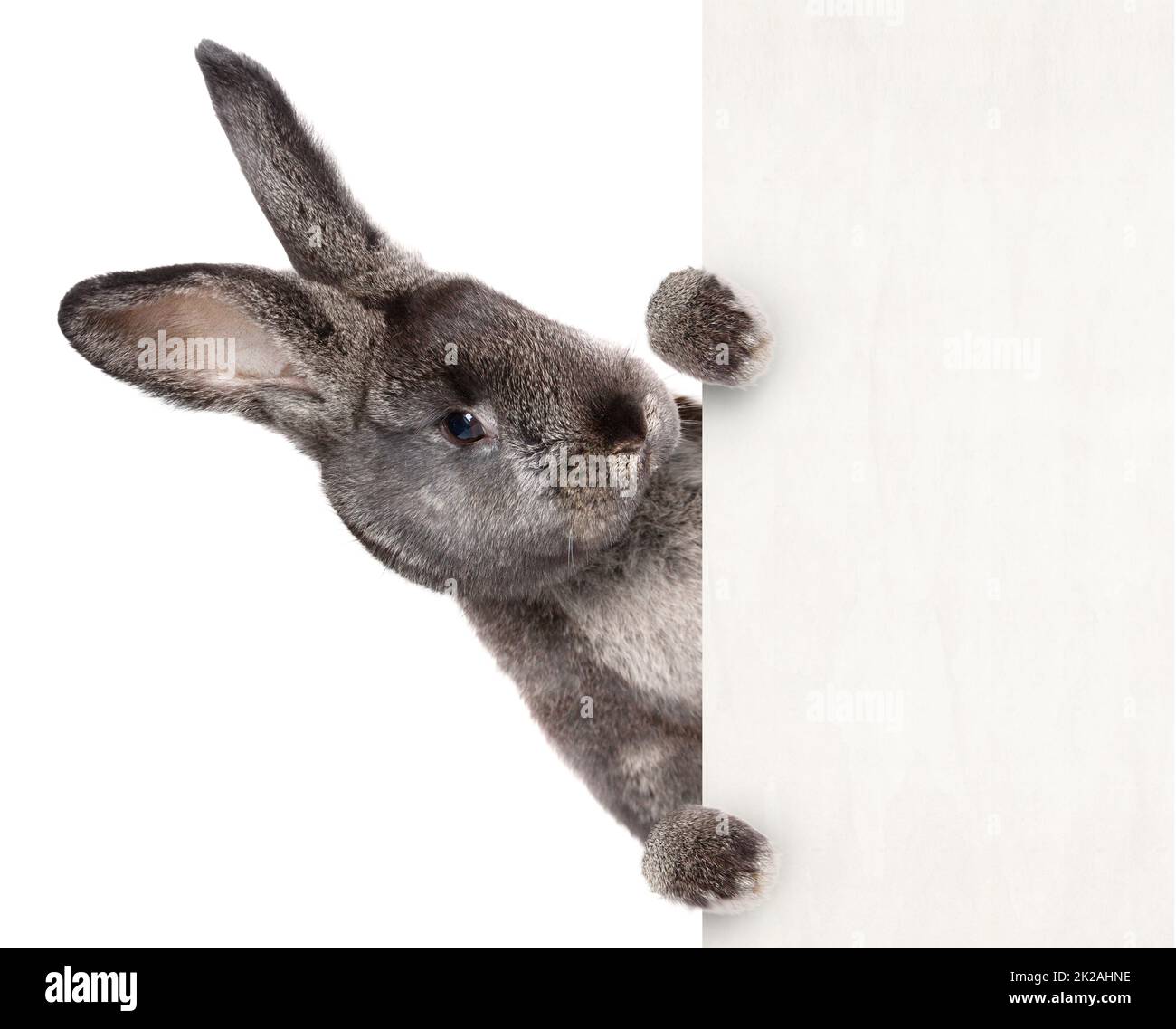 Funny Easter bunny. Happy Easter holiday concept Stock Photo - Alamy
