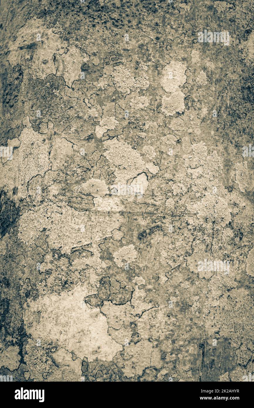 Tropical old tree bark texture with moss and lichen Mexico Stock Photo ...