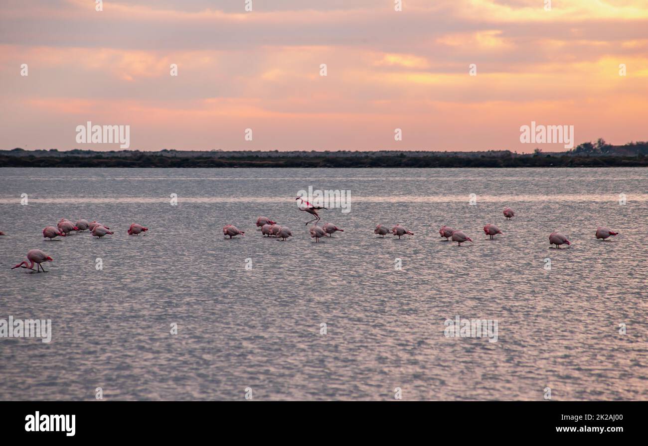 Birds Wildlife Pink flamingos population in southern Europe Stock Photo ...