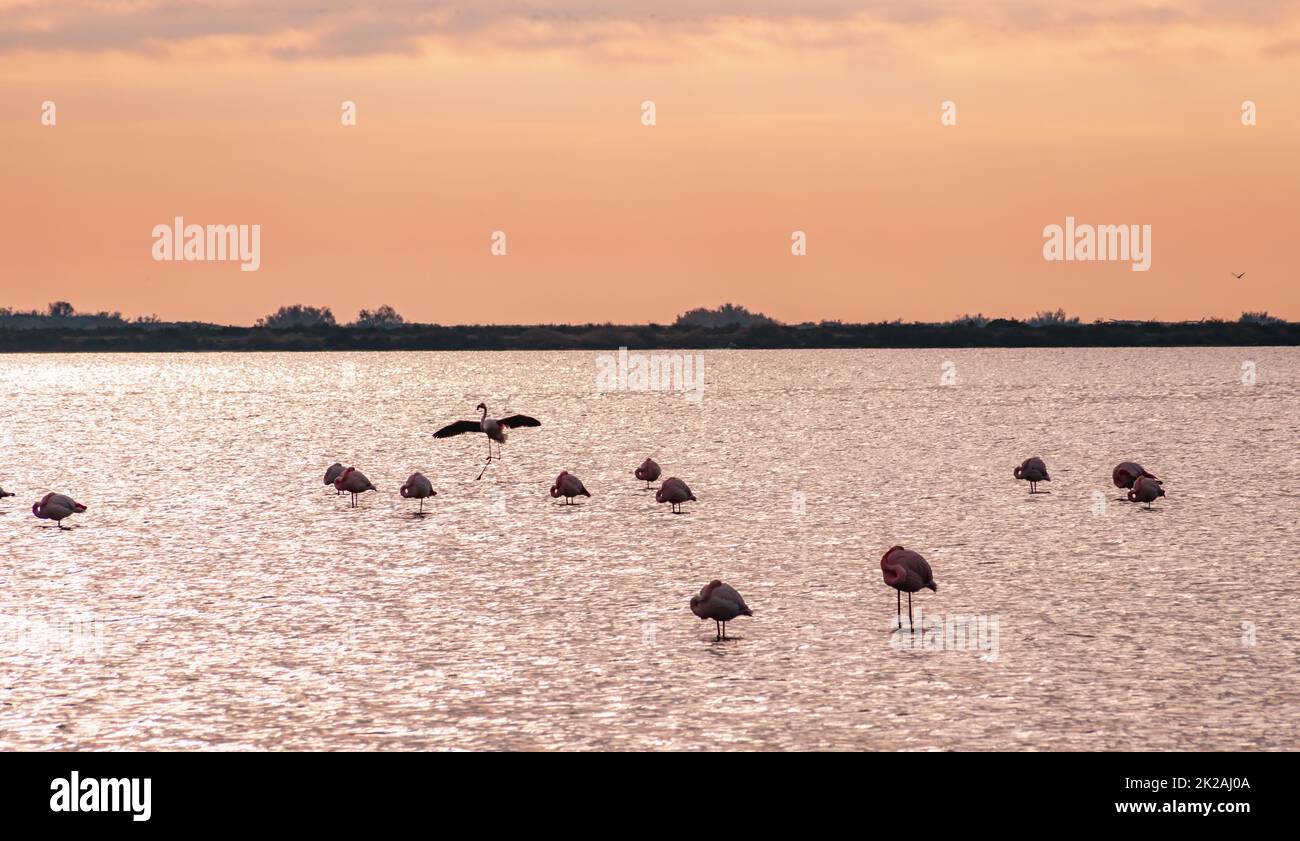 Birds Wildlife Pink flamingos population in southern Europe Stock Photo ...