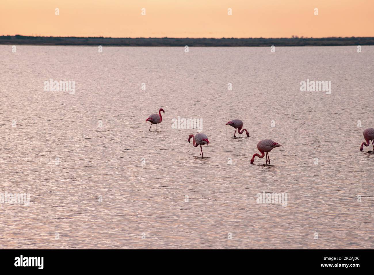 Birds Wildlife Pink flamingos population in southern Europe Stock Photo ...